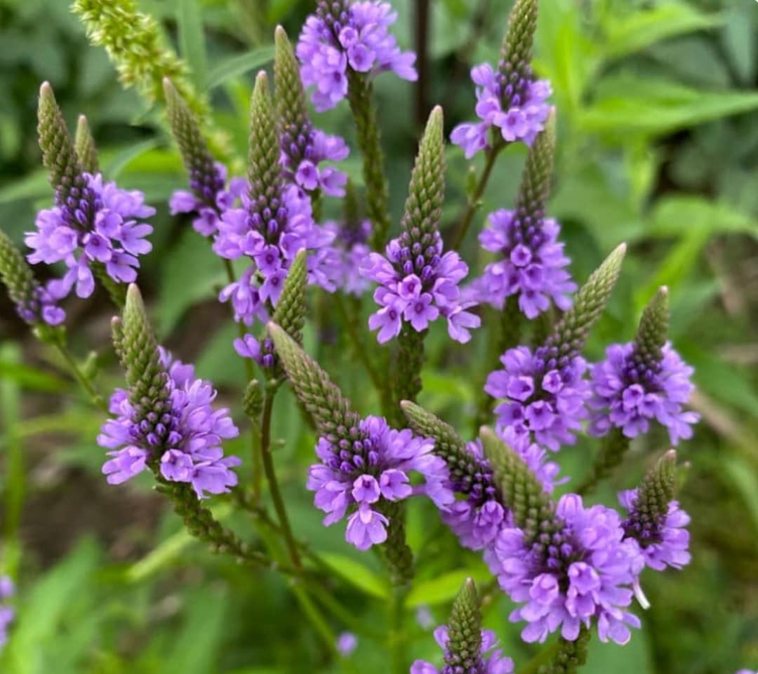 150 Organic Blue Vervain - Verbena Hastata Swamp Verbena Butterflies ...