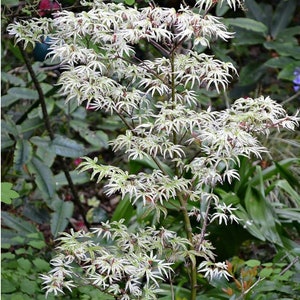 10 Ukigumo Japanese Maple Tree SEEDS Variegated Japanese Maple Acer ...