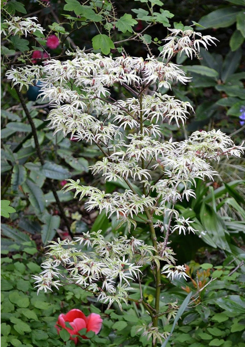 15 Ukigumo Japanese Maple Tree SEEDS Variegated Japanese Maple Acer ...