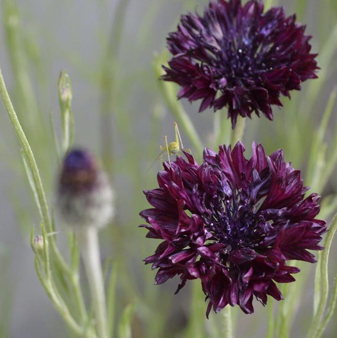 Black Ball Purple Bachelor Button Cornflower Flower Seeds Annual Seeds ...