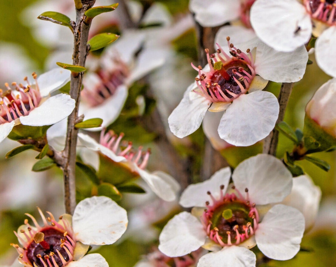 Organic Manuka Tea Tree Seeds (leptospermum Scoparium) Tea Bush, Manuka ...