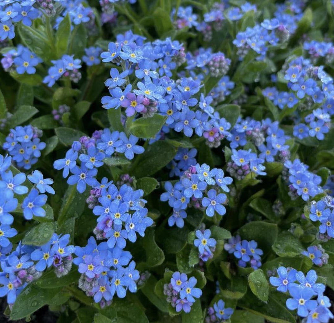Forget Me Nots Shade-tolerant Flower Seeds Myosotis Alpestris Forget Me ...