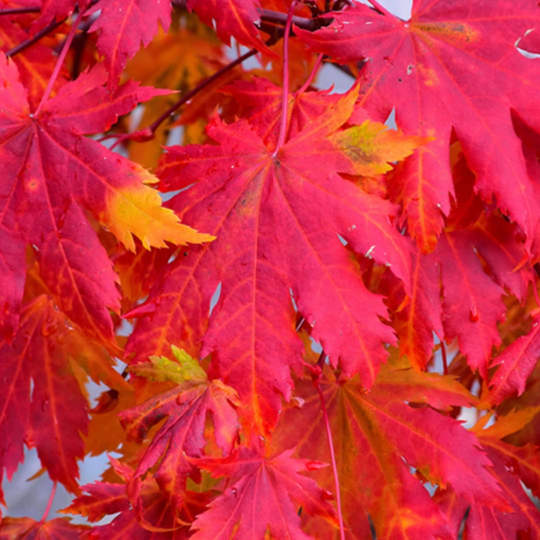 Korean Maple Seeds – Acer Pseudosieboldianum | Bonsai Maple Tree ...