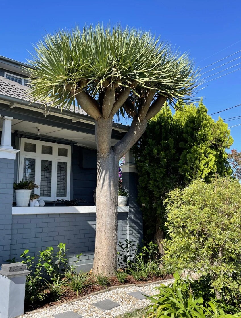 Canary Islands Dragon Tree Seeds 'dracaena Draco' Indoor/outdoor ...