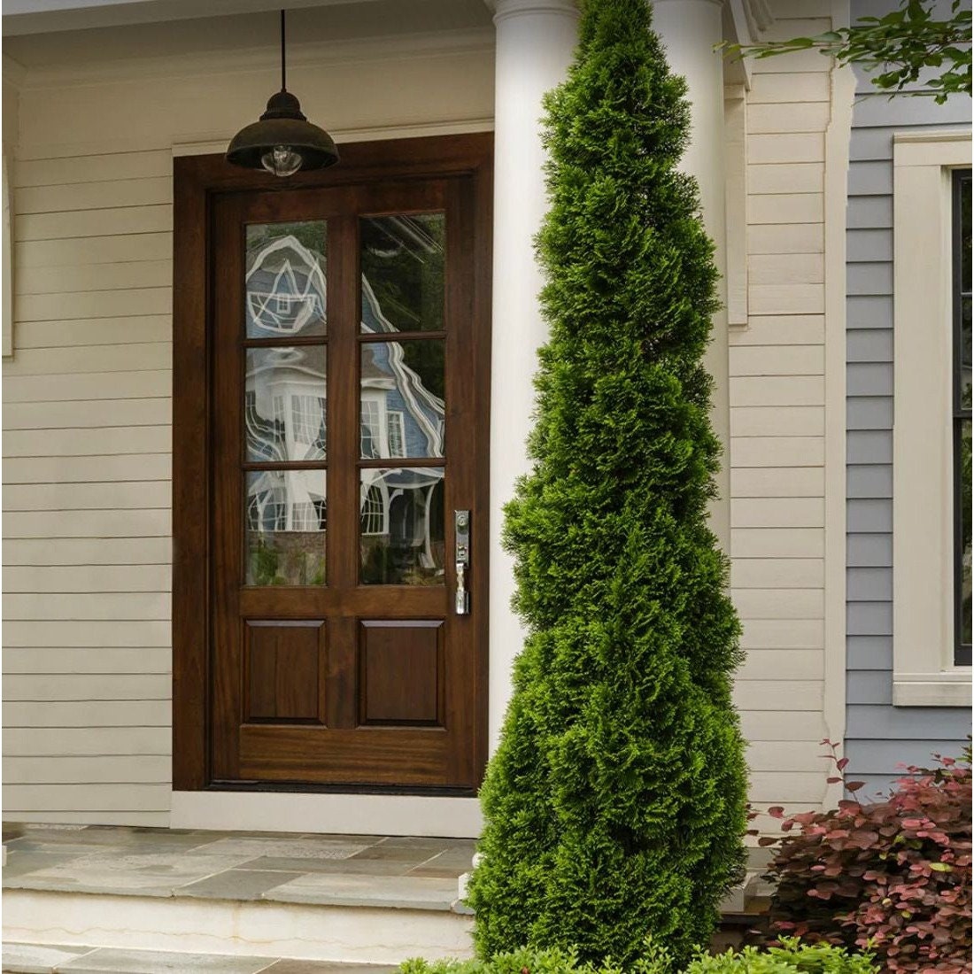 30 Degroot’s Spire Arborvitae Seeds – Columnar Evergreen Privacy Hedge ...
