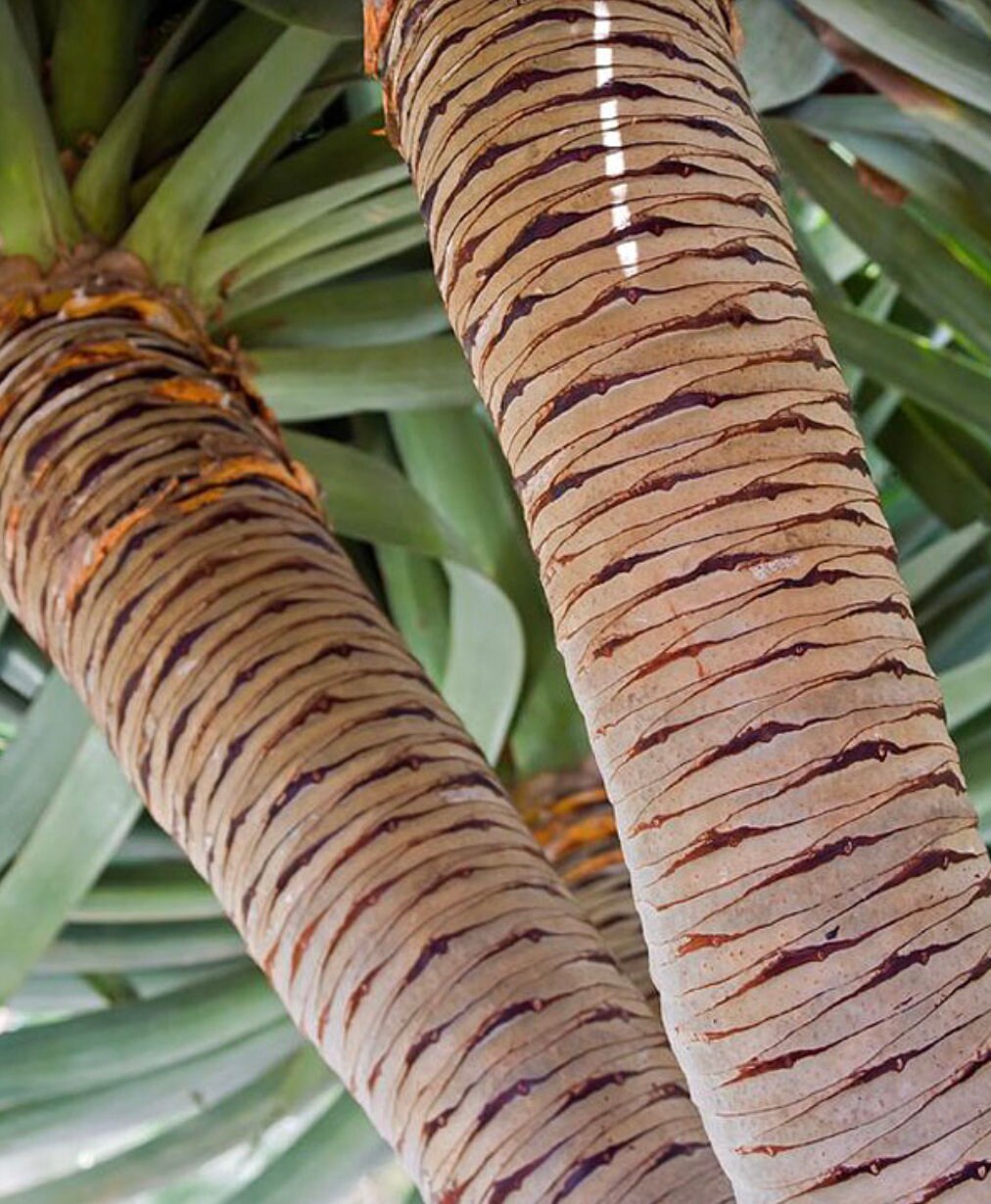 Canary Islands Dragon Tree Seeds 'dracaena Draco' Indoor/outdoor ...