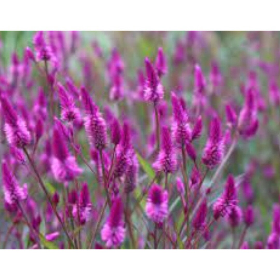 10 Organic Japanese Indigo Seeds persicaria Tinctoria Seeds for Indigo ...