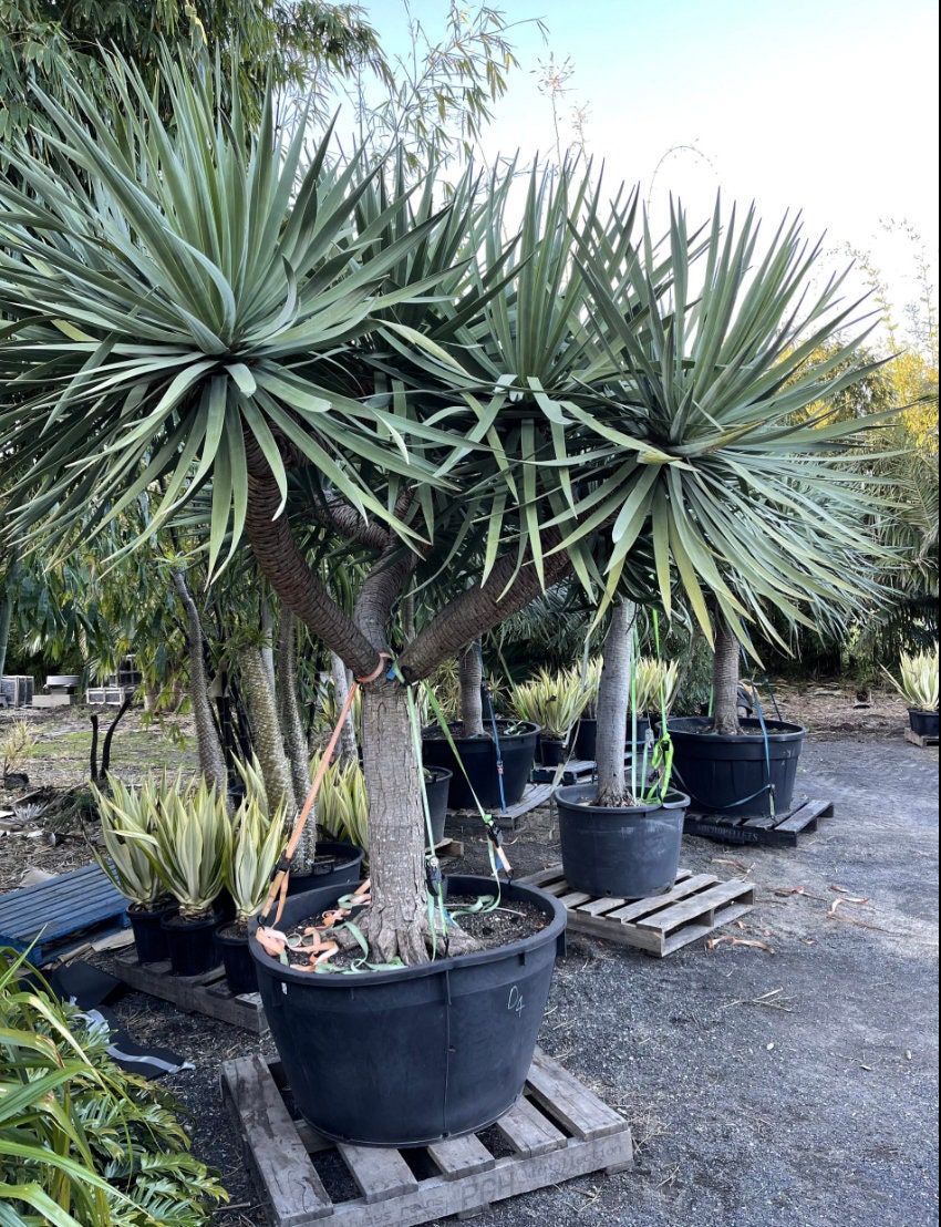 Canary Islands Dragon Tree Seeds 'dracaena Draco' Indoor/outdoor ...