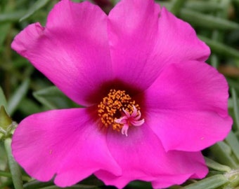 Portulaca Moss Rose Happy Hour Ground Cover Seeds 500 Seeds - Etsy
