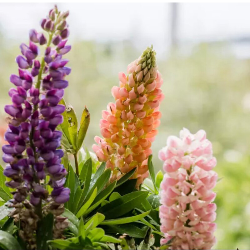 Perennial Flower Mix - Etsy