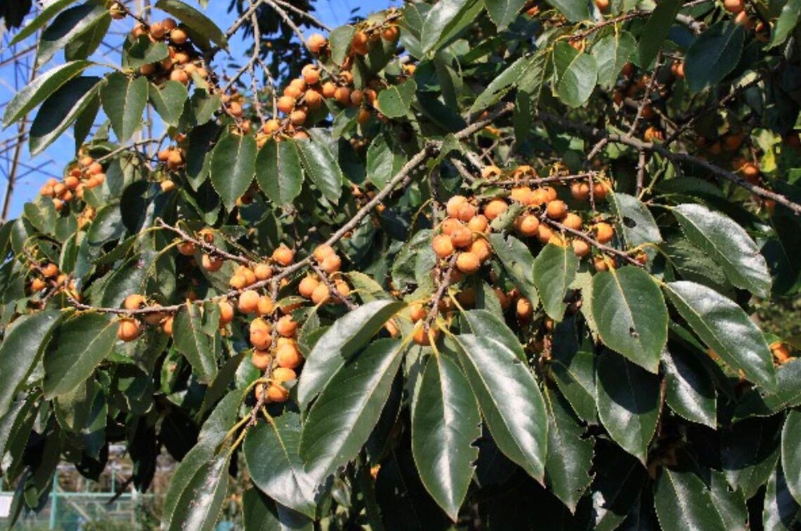 10 Organic Italian Persimmon Tree Seeds DATE PLUM 'diospyros Lotus' Eat ...
