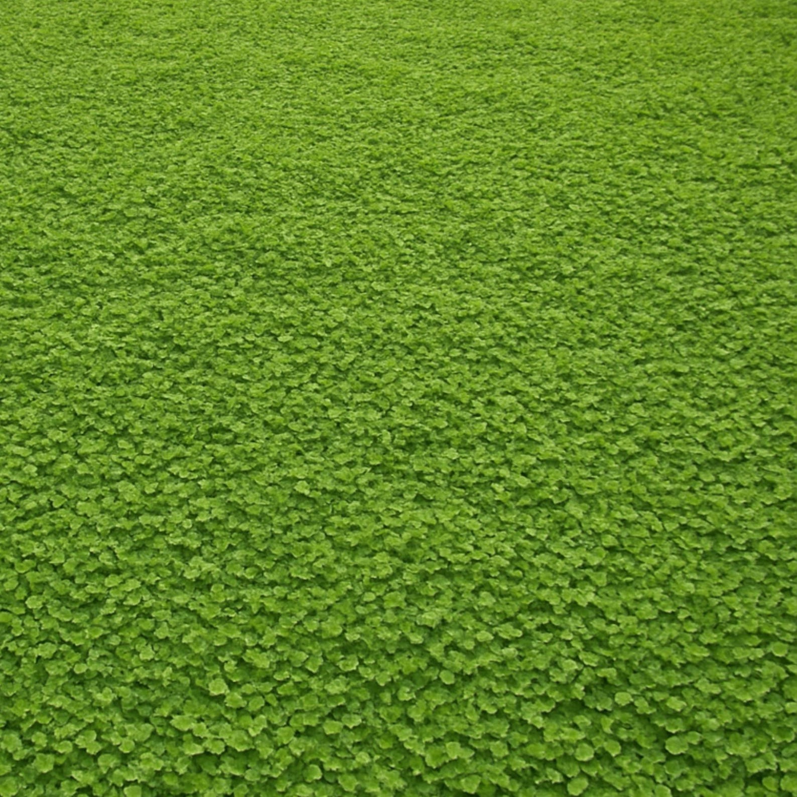 Bulk Micro Clover Ground Cover Seeds Lawn Alternative Erosion Control ...