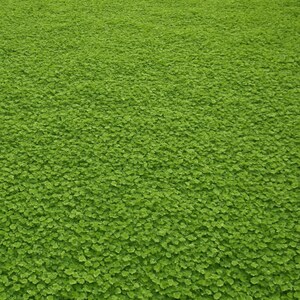 Bulk Micro Clover Ground Cover Seeds Lawn Alternative Erosion Control ...