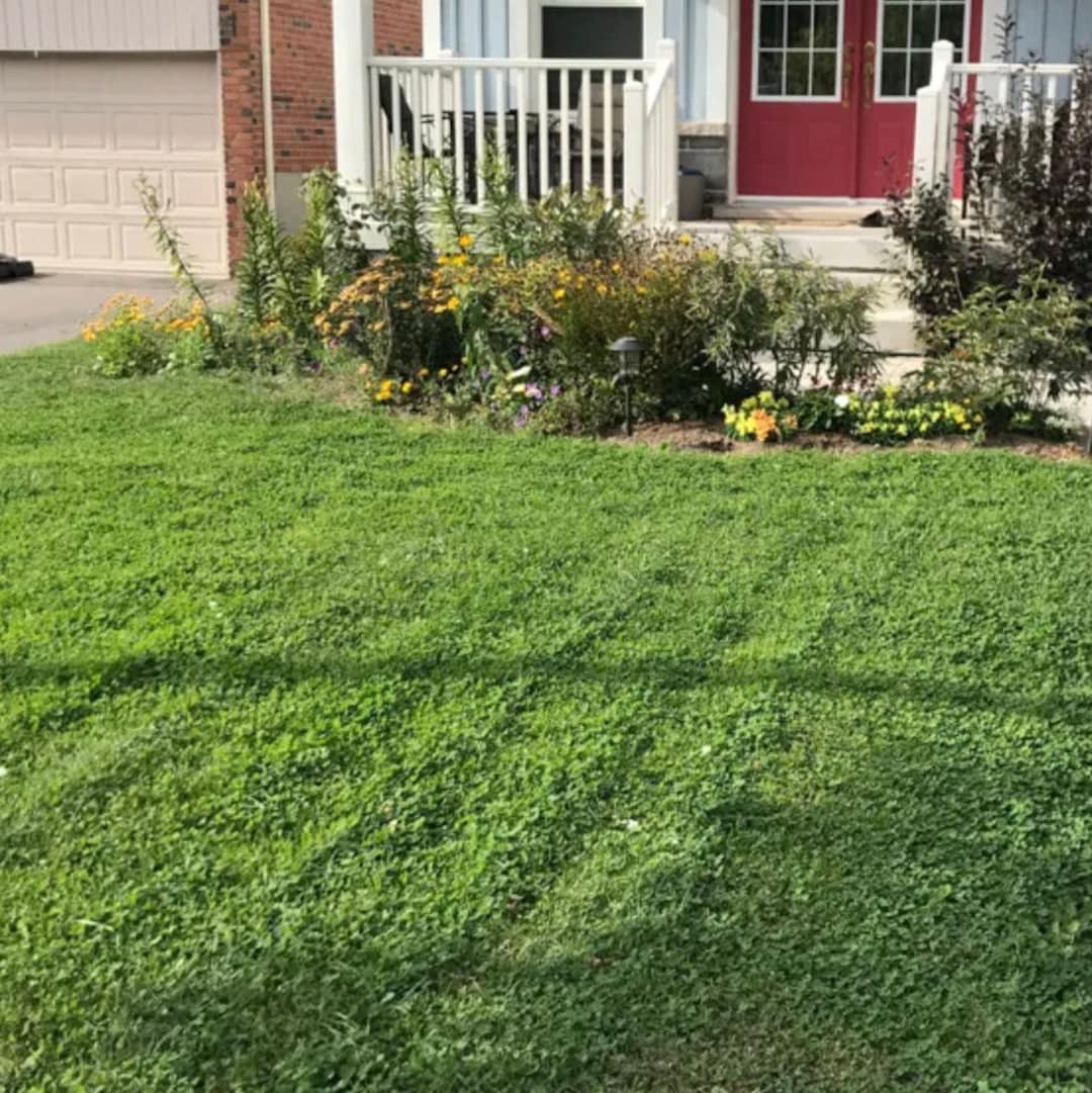 Micro Clover Ground Cover Seeds – Low-maintenance Lawn Alternative for ...