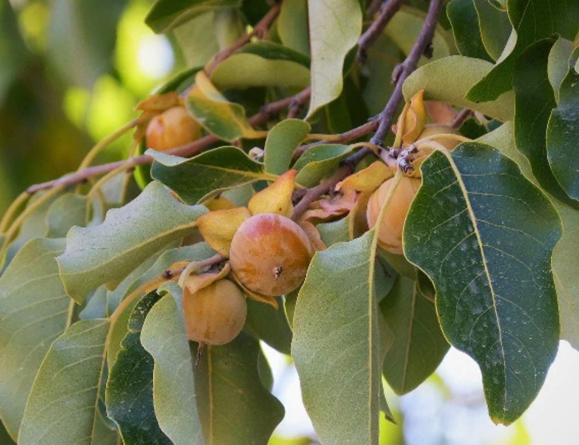 10 Organic Italian Persimmon Tree Seeds DATE PLUM 'diospyros Lotus' Eat ...