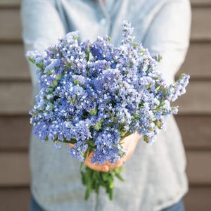 Blue Statice Seeds Limonium Sinuatum Full Sun Annual Butterfly Garden ...