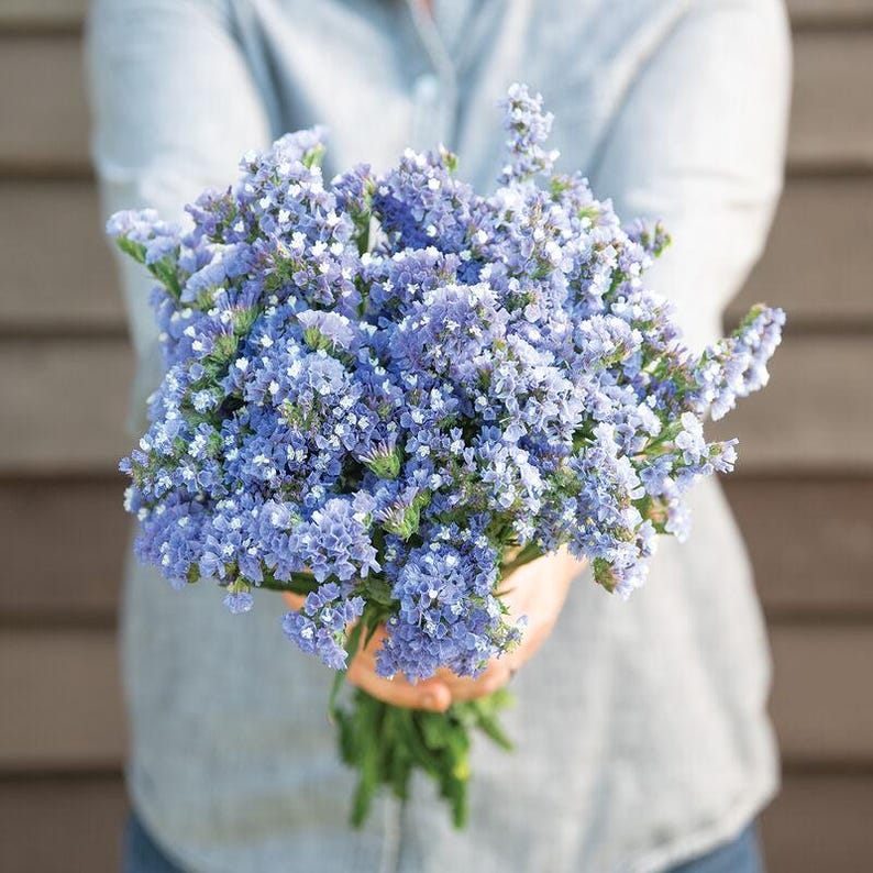 Blue Statice Seeds Limonium Sinuatum Full Sun Annual Butterfly Garden ...