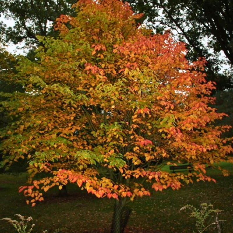 Japanese Maple Tree Bare Root - Etsy