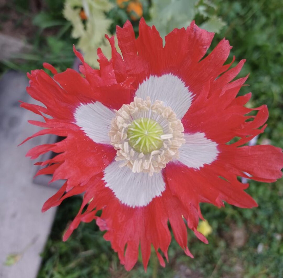 50 Organic Danish Flag Poppy Papaver Somnifer Poppies Flowers - Annual ...