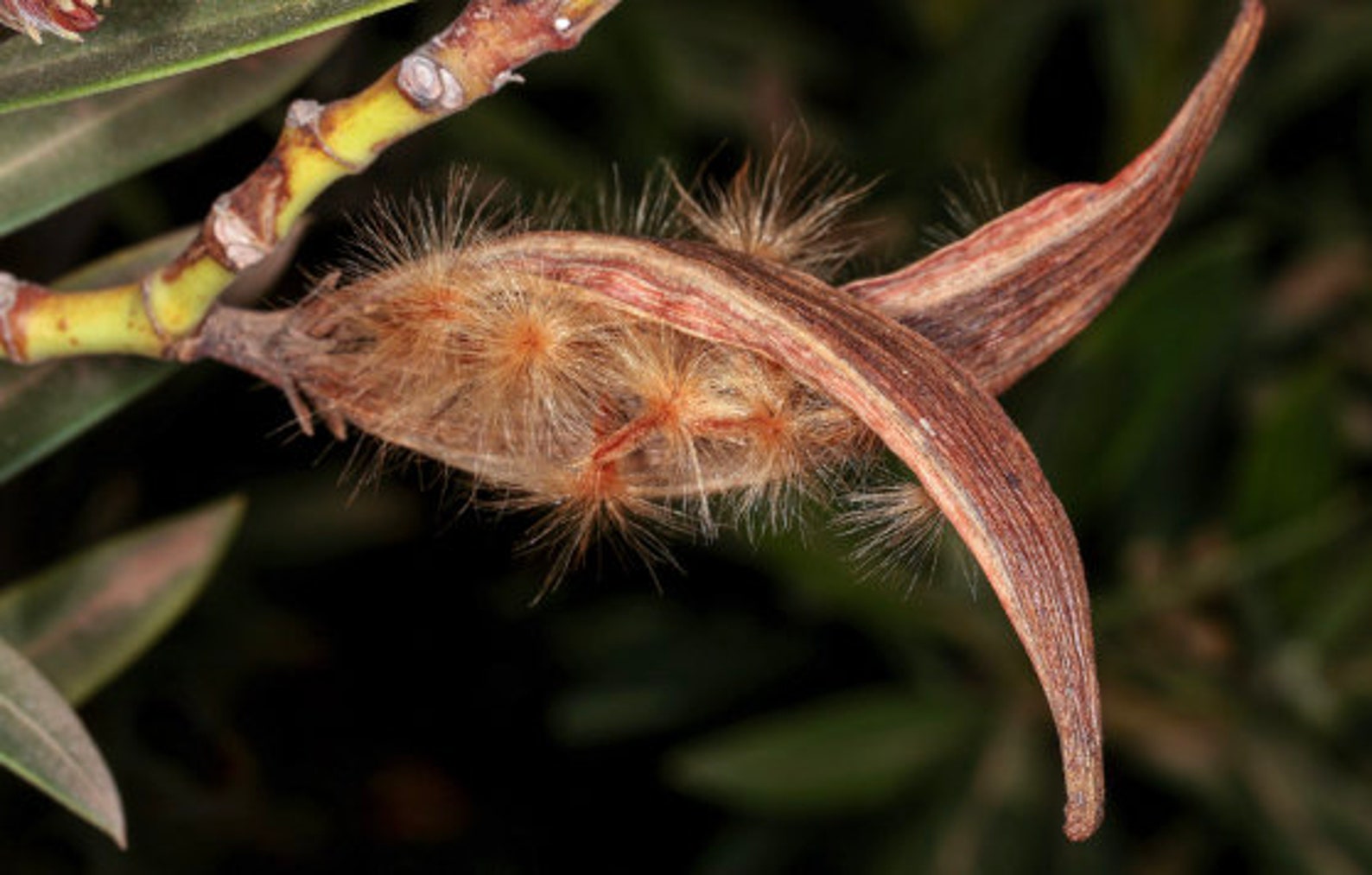 Pale Pink Oleander Seeds - Easy to Grow Nerium Oleander - Etsy