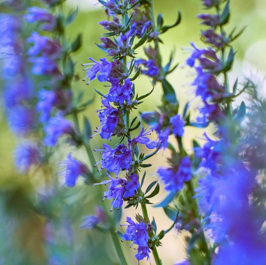 Organic Blue Hyssop hyssopus Officinalis Aromatic Medicinal - Etsy