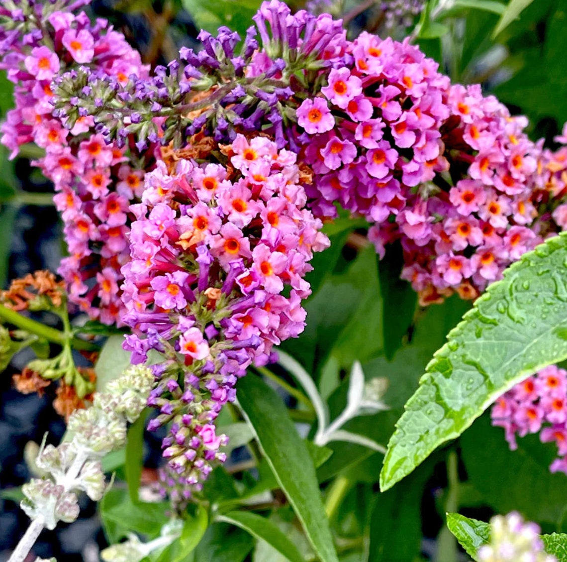 Hybrid Butterfly Bush SEEDS Buddleia Davidii ' Sterile Hybrid Butterfly ...