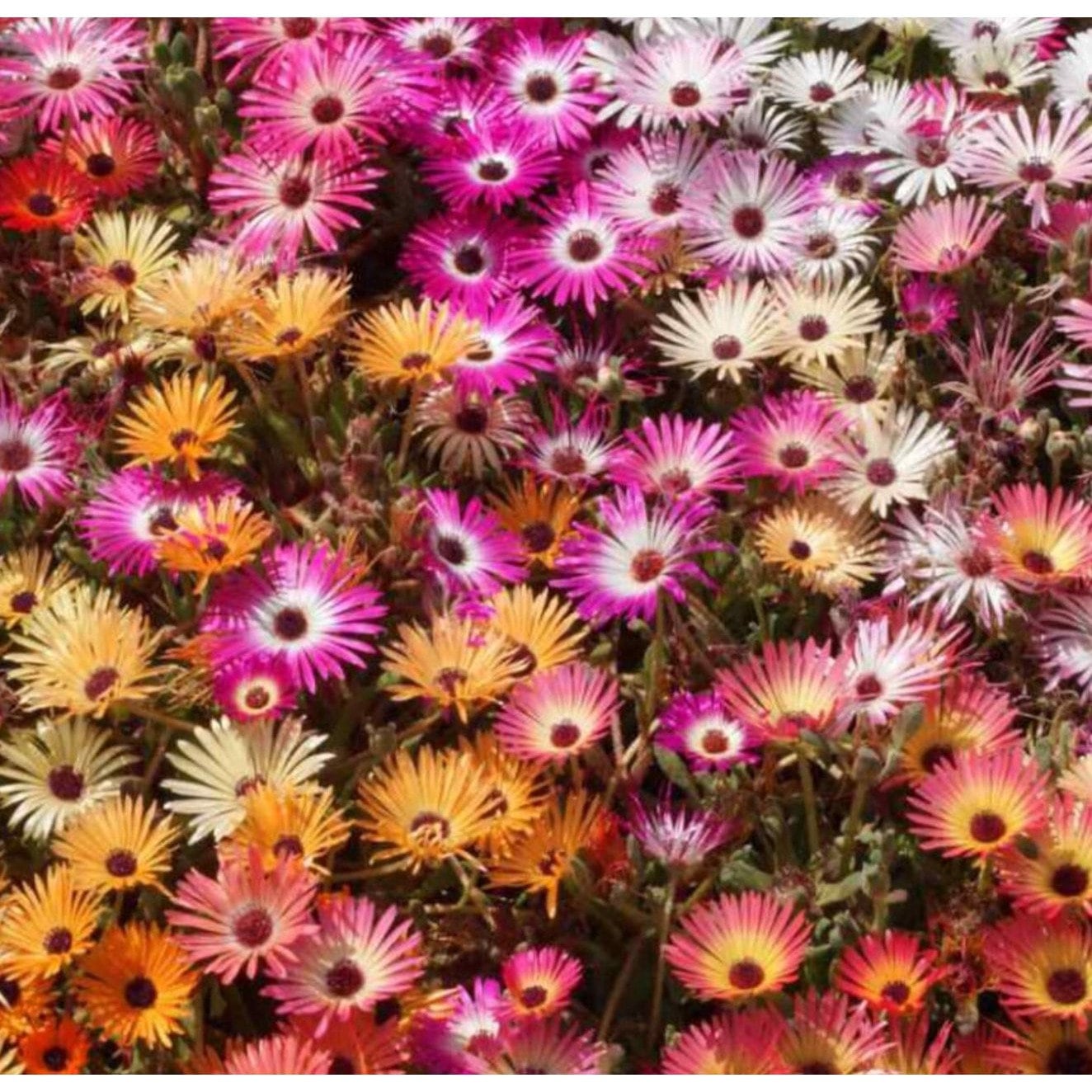Ice Plant Drought Resistant Flower Seeds, Hardy Ground Cover!! Mix ...