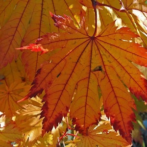 Japanese Maple Tree Seeds - Acer Japonicum 'meigetsu' Full-moon Maple ...