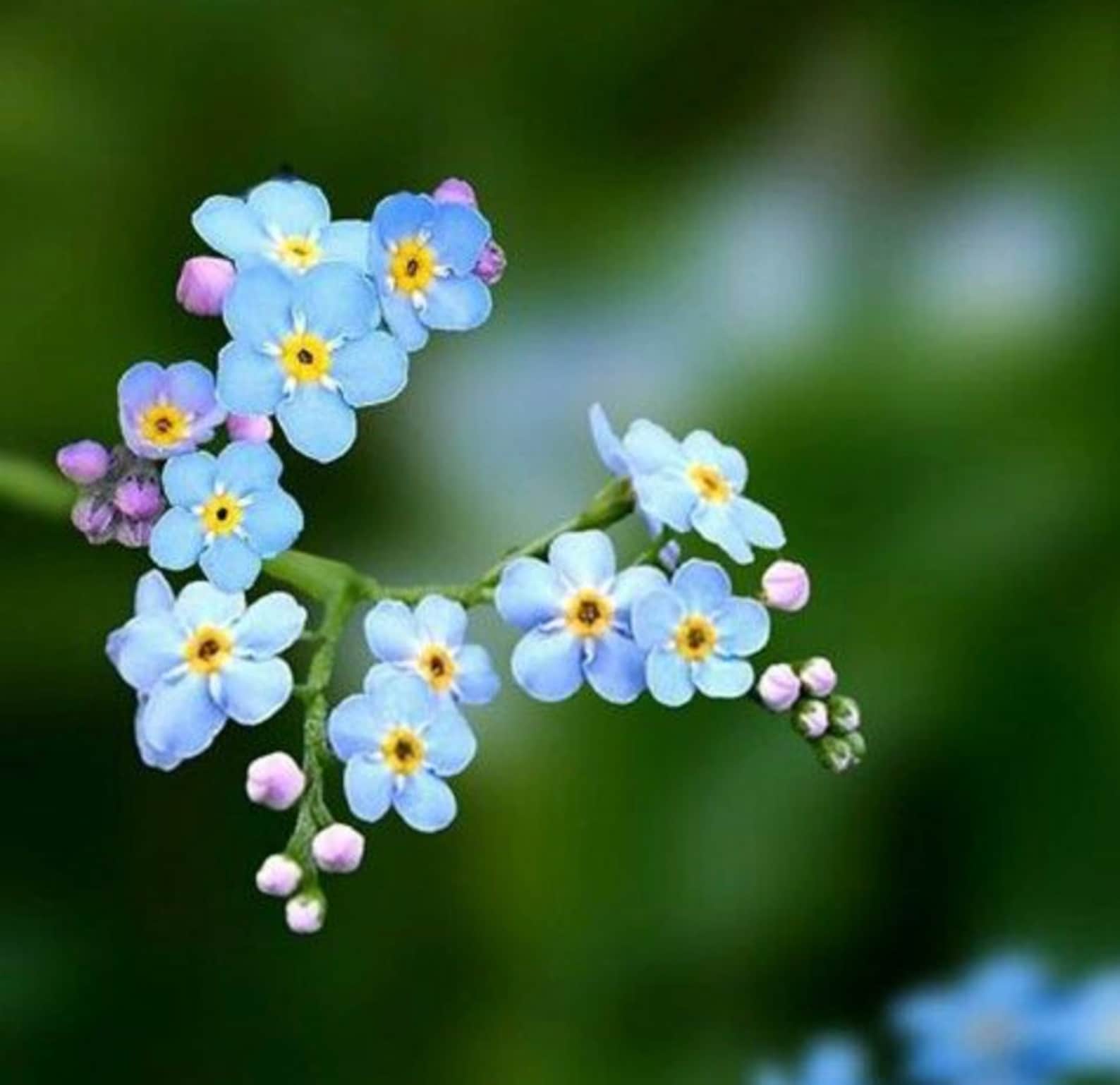 Forget Me Not Seeds Shade Plants, Easy to Grow Flower Seeds - Myosotis ...
