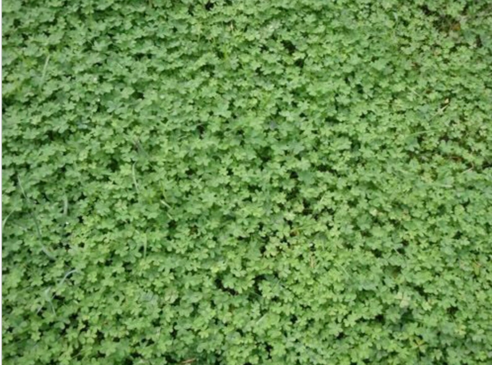 1000 Micro Clover Seeds Ground Cover Drought Resistant Naturally ...