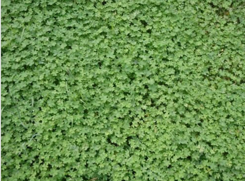 1000 Micro Clover Seeds Ground Cover Drought Resistant Naturally ...