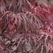 Red Dragon Japanese Maple Seeds Acer Palmatum Red Dragon'weeping ...