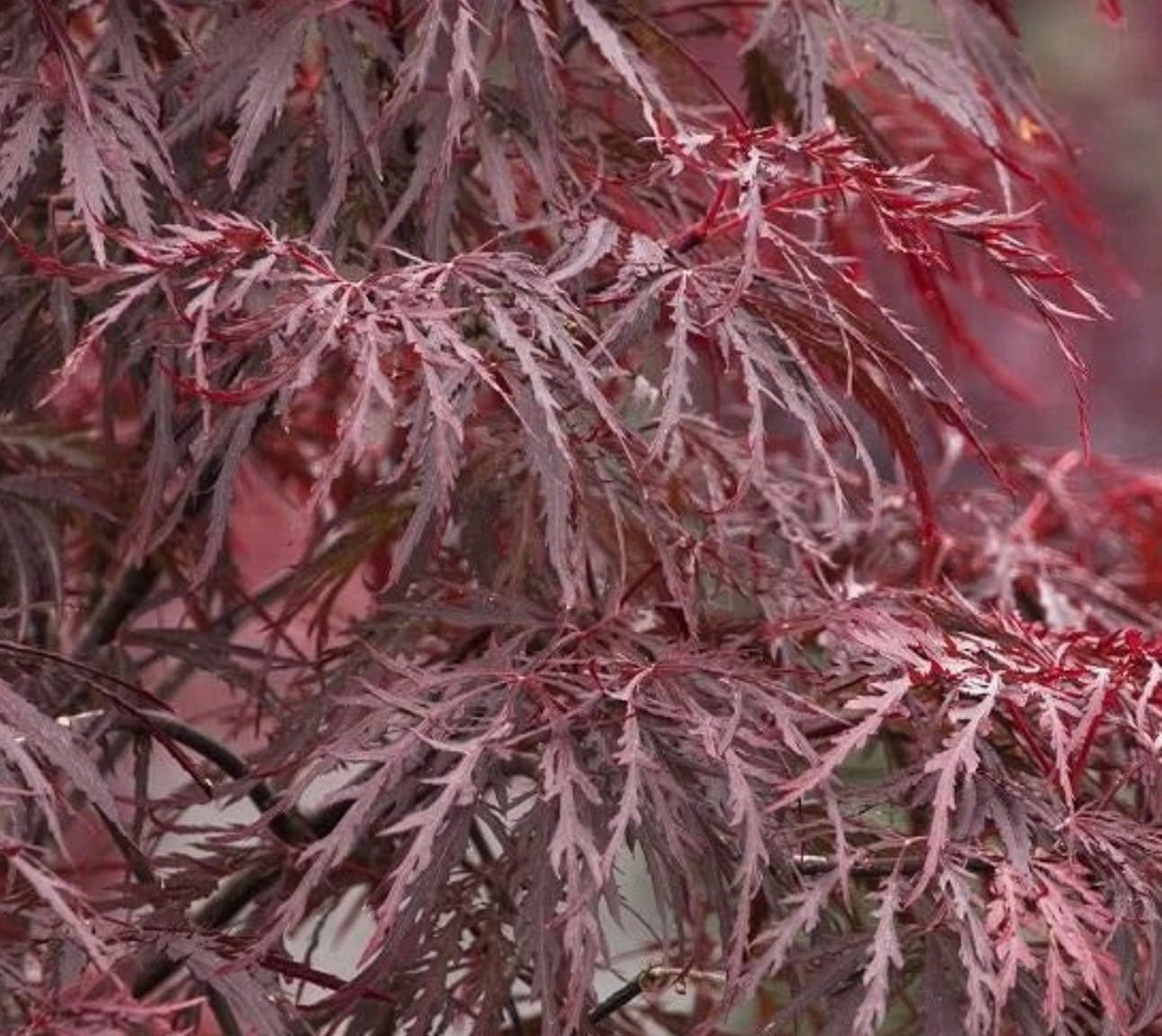 Red Japanese Maple Tree Seeds (acer Palmatum Dissectum) 'red Dragon ...