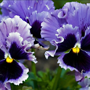 Ruffled Pansy Flower Seeds Hardy Annual Flowers - Etsy