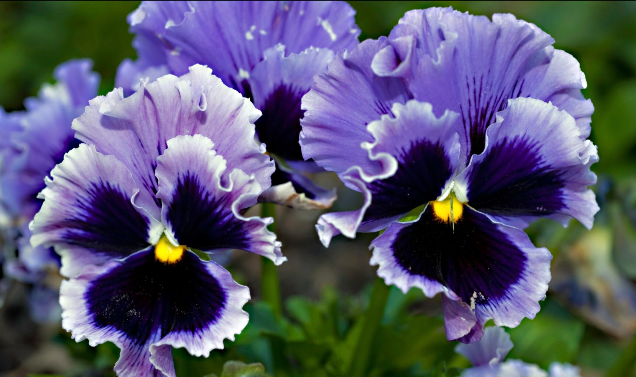Ruffled Pansy Flower Seeds Hardy Annual Flowers - Etsy