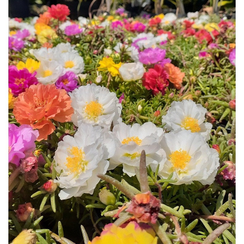 750 Moss Rose Ground Cover Seeds portulaca Grandiflora Flowering Annual ...