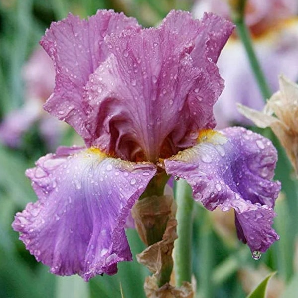 Bearded Iris Bulbs - Etsy