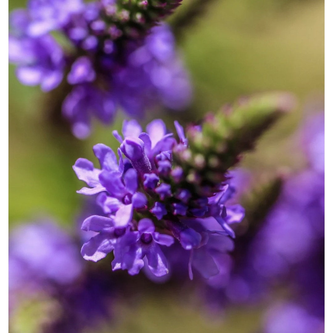 300 Organic American BLUE Vervain Verbena Hastata Self Seeding 'swamp ...