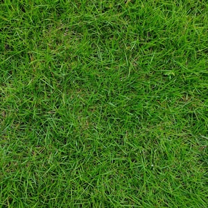 Zoysia Grass Seeds – Drought-tolerant Korean Lawn, Full Sun - Etsy