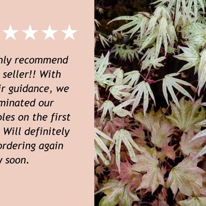 Ukigumo Japanese Maple Japanese Maple Bonsai - 10 Seeds - Etsy