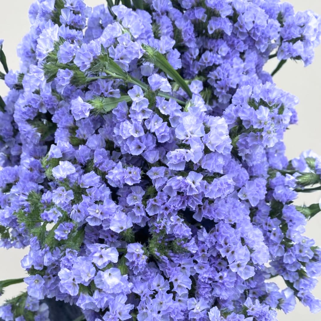 Blue Statice Seeds Limonium Sinuatum Full Sun Annual Butterfly Garden ...