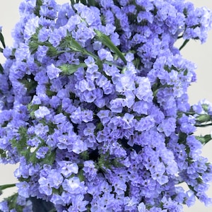 Blue Statice Seeds Limonium Sinuatum Full Sun Annual Butterfly Garden ...