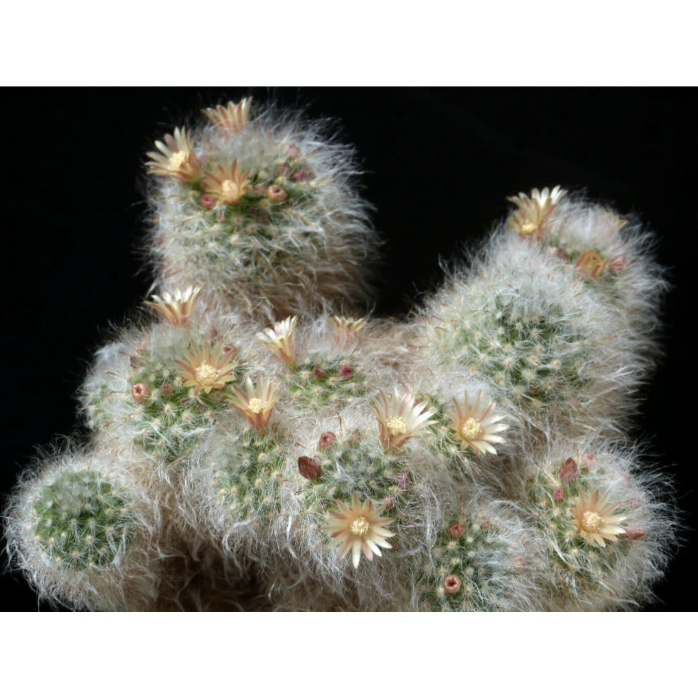 15 Powder Puff Cactus Seeds Mammillaria Bocasana Perfect for Indoor ...