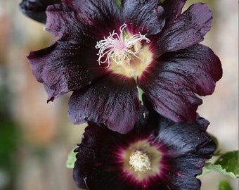Alcea Rosea Nigra Hollyhock/classic English Cottage/watchman/perennial ...