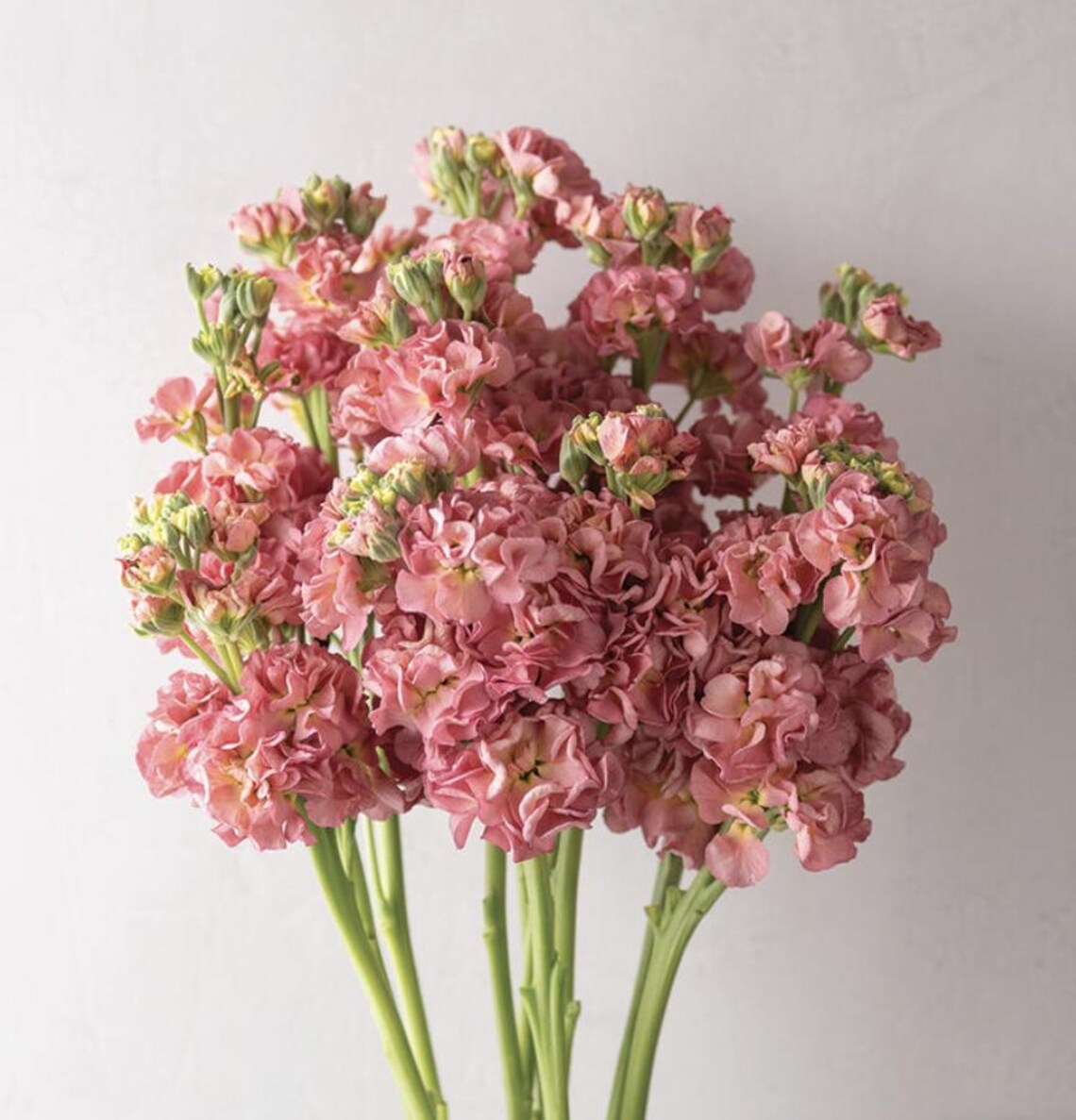 Stock Flowers Trio - Light Pink, Bright Rose, Antique Rose Cut Flower ...