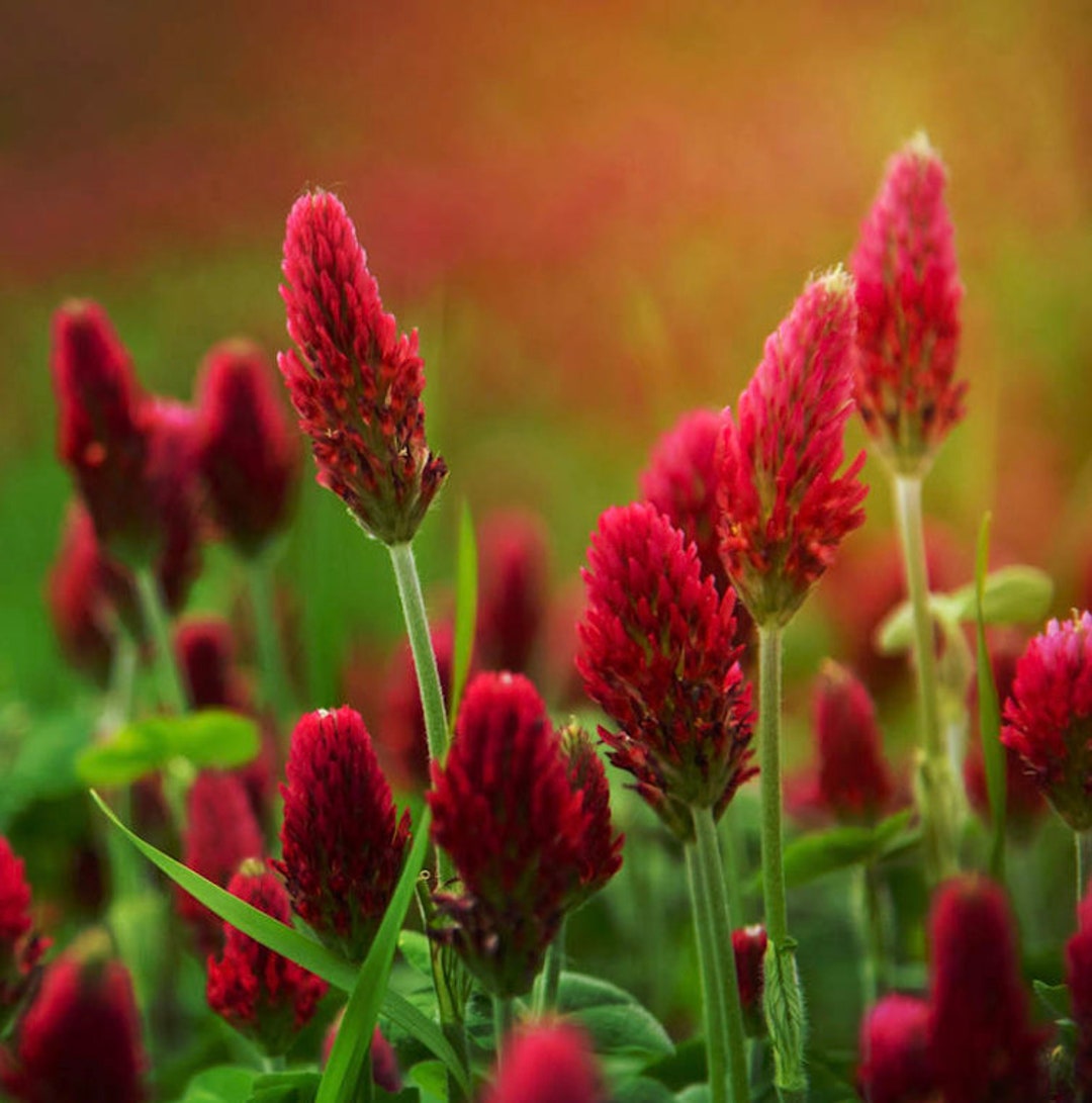 Crimson Clover Seeds – Organic Cover Crop for Nitrogen Fixation ...