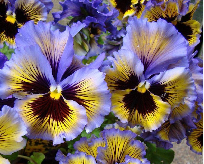 Ruffled Pansy Flower Seeds Hardy Annual Flowers - Etsy