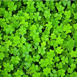 1000 Micro Clover Seeds Ground Cover Drought Resistant Naturally ...