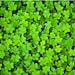 1000 Micro Clover Seeds Ground Cover Drought Resistant Naturally ...