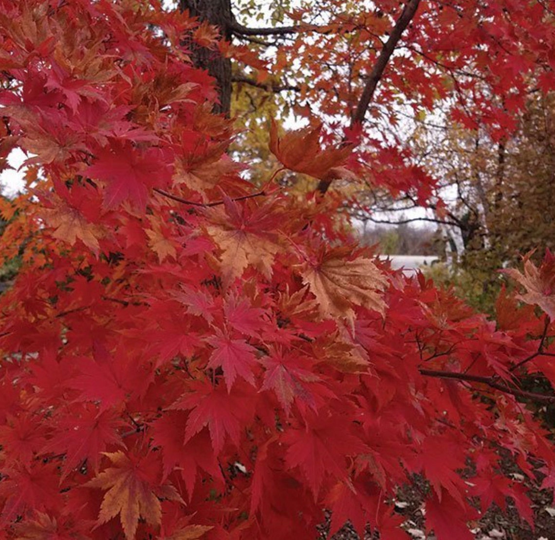 Korean Maple Tree Seeds (acer Pseudosieboldianum) Purplebloom Maple ...